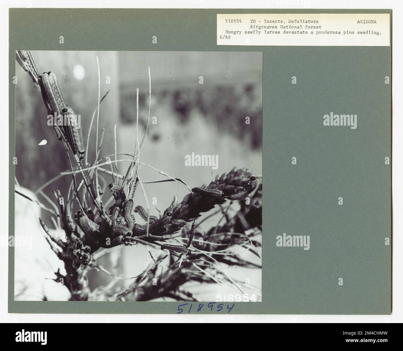 Defoliators - All States. Photographs Relating to National Forests ...