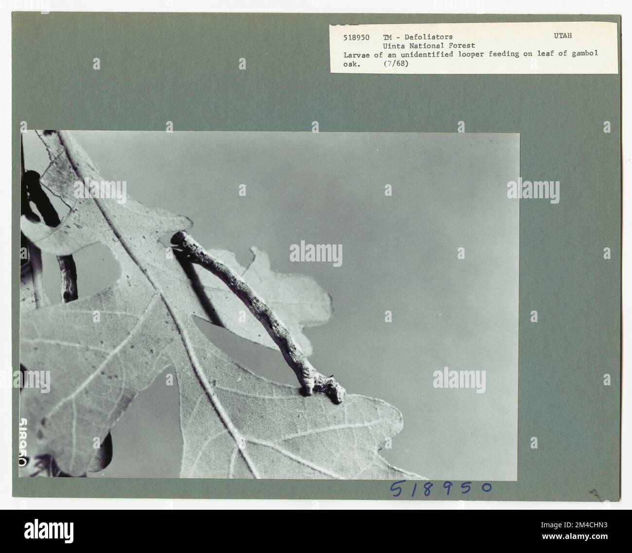 Defoliators - All States. Photographs Relating to National Forests ...