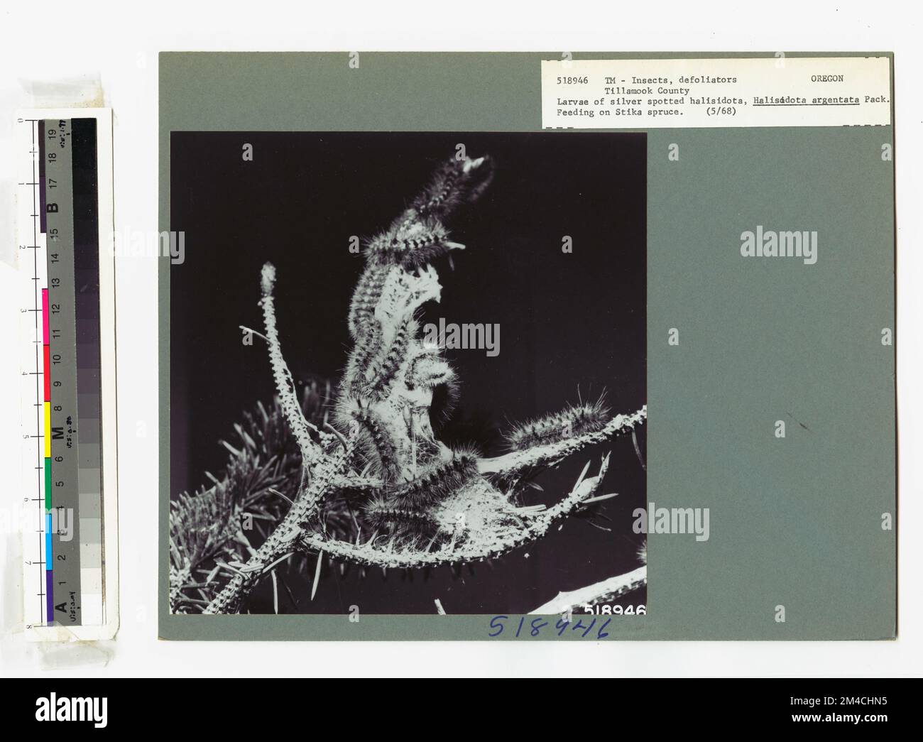 Defoliators - All States. Photographs Relating to National Forests ...