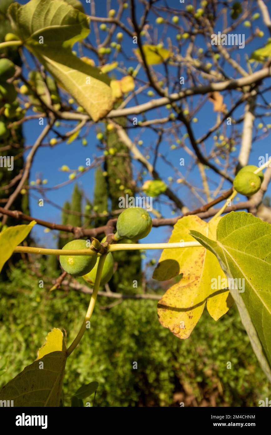 Glorious Figs, Ficus carica, on the tree against a beautiful blue sky ...