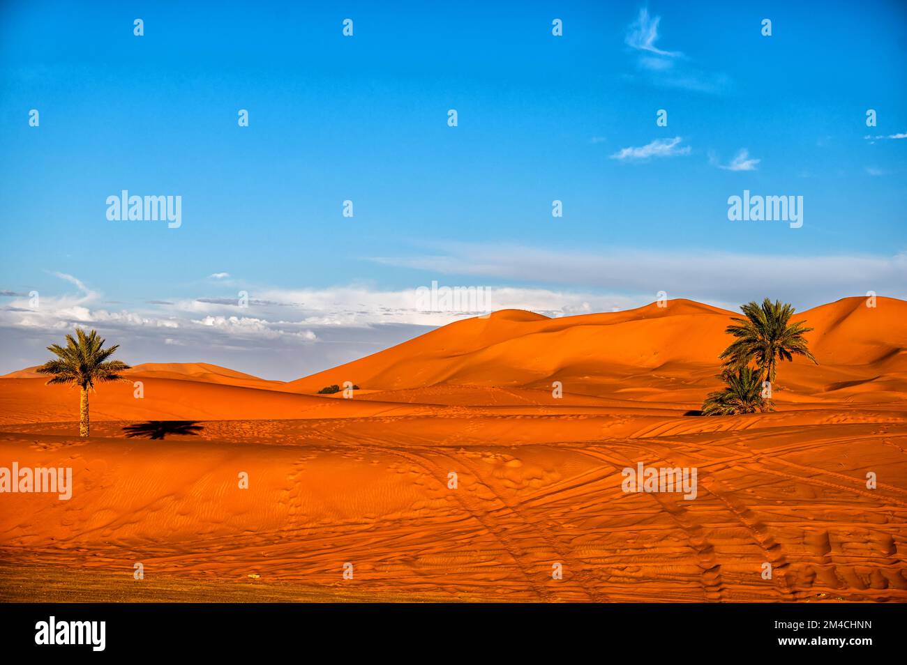Sahara Desert Background. Palm tree and sand dunes at sunset. Erg ...