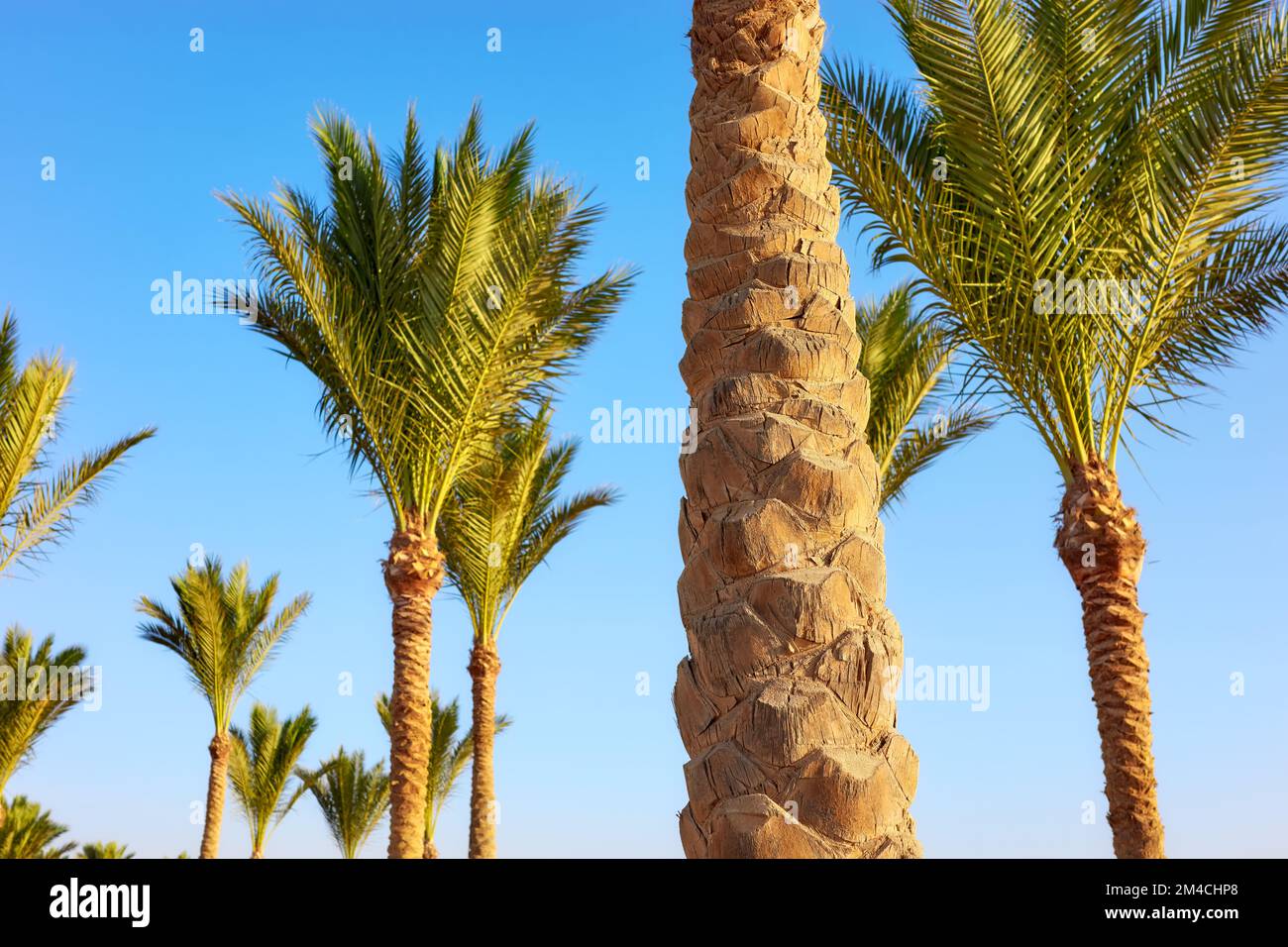 Photo of a palm tree trunk with palm leaves in distance, selective ...