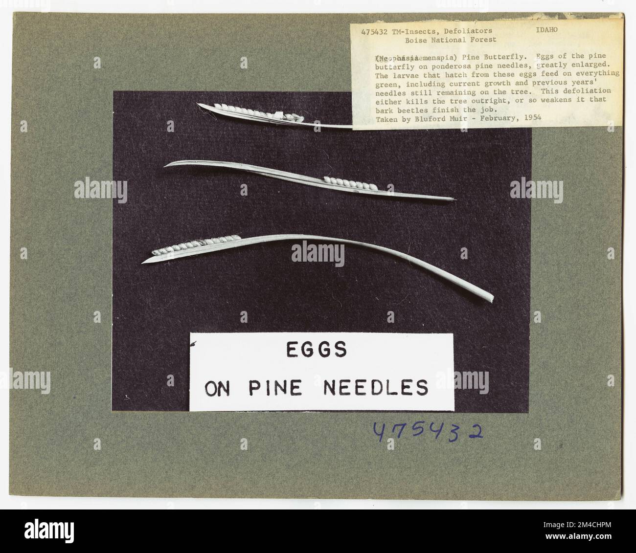 Defoliators - All States. Photographs Relating to National Forests ...