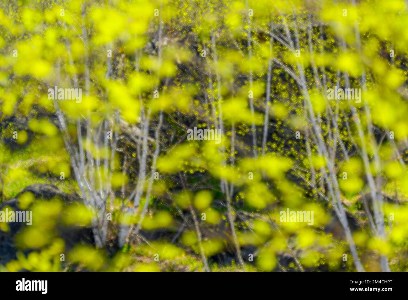 Birch trees in spring, Greater Sudbury, Ontario, Canada Stock Photo - Alamy
