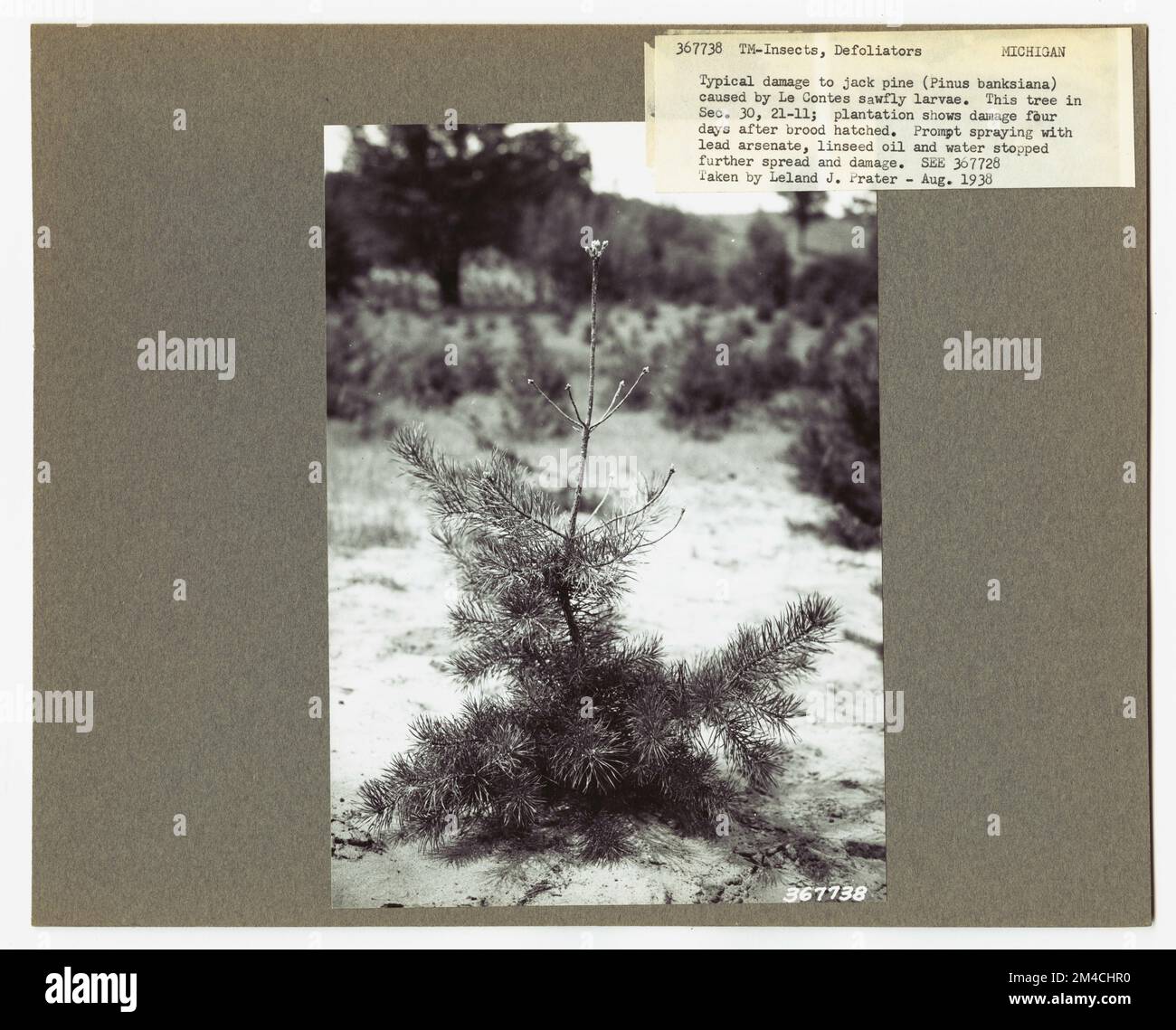 Defoliators - All States. Photographs Relating to National Forests ...