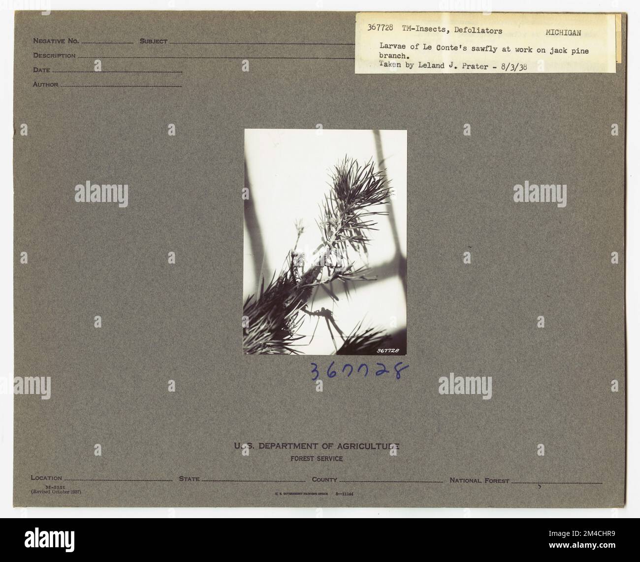 Defoliators - All States. Photographs Relating to National Forests ...