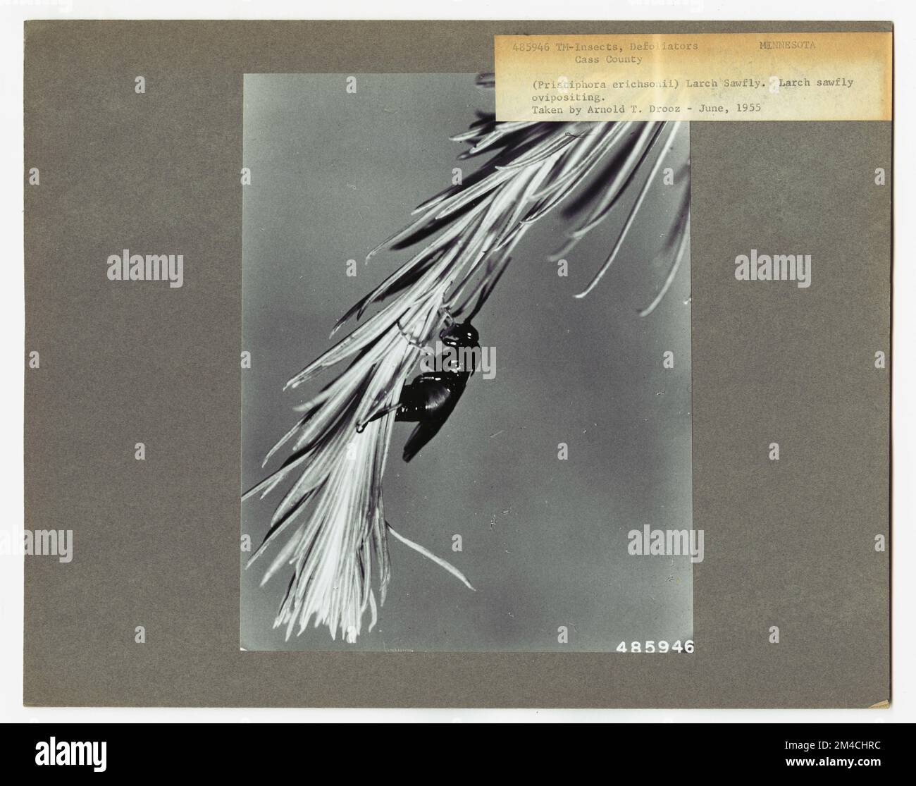 Defoliators - All States. Photographs Relating to National Forests ...
