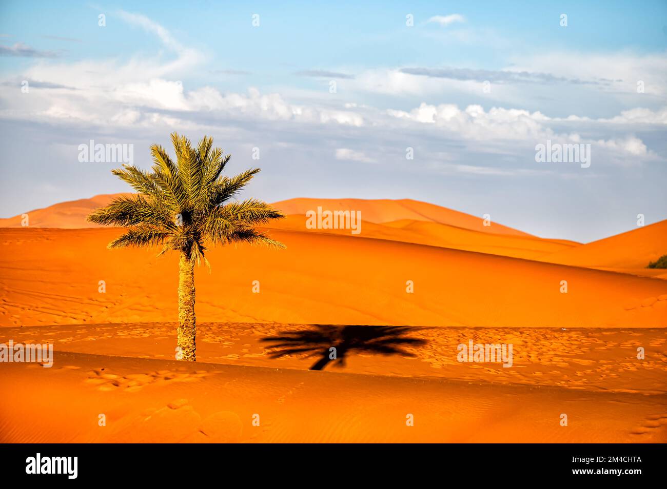 Sahara Desert Background. Palm tree and sand dunes at sunset. Erg ...