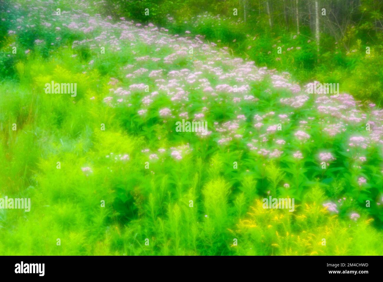 Joe pye weed colony hi-res stock photography and images - Alamy