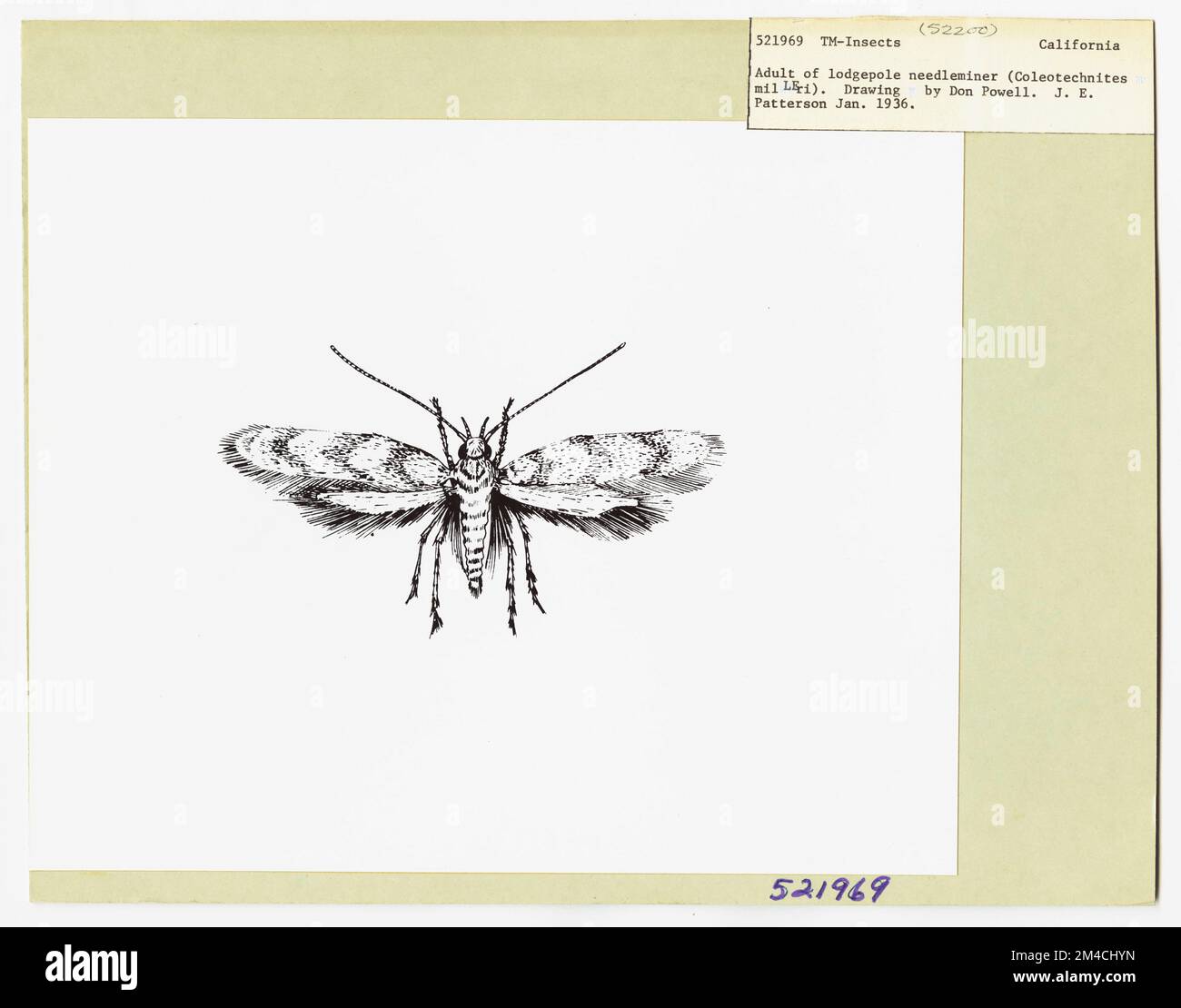 Coniferous Defoliators - All States. Photographs Relating to National ...