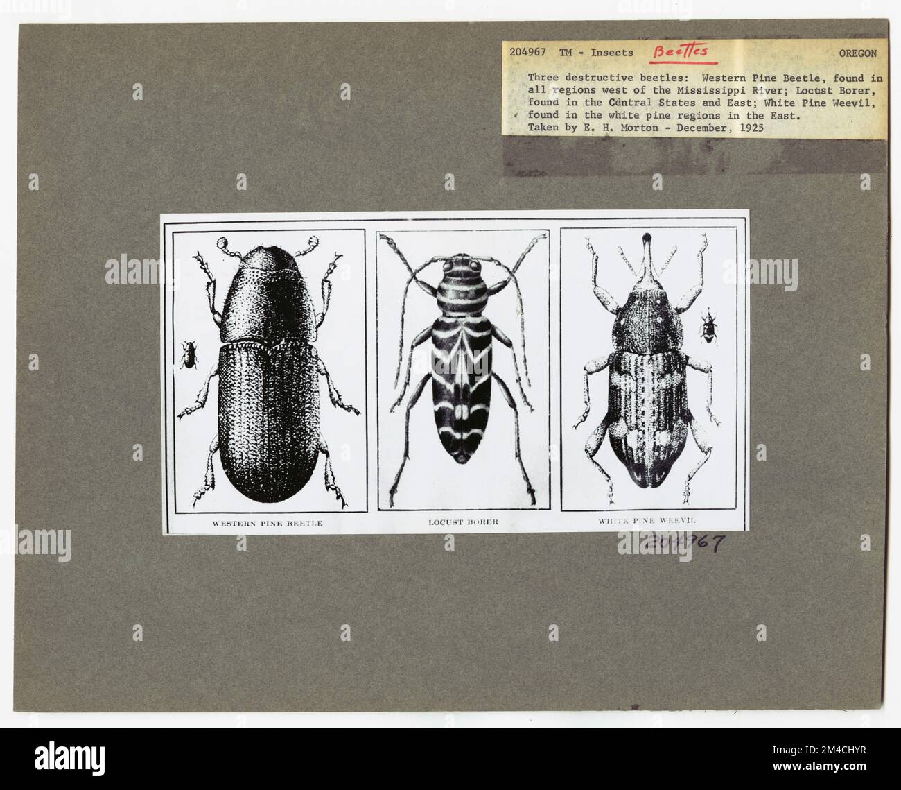 Engraver Beetles and IPS - All States. Photographs Relating to National ...