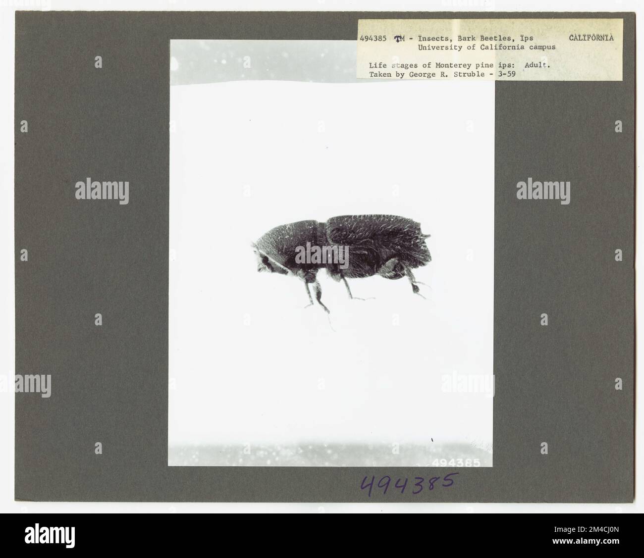 Engraver Beetles and IPS - All States. Photographs Relating to National ...