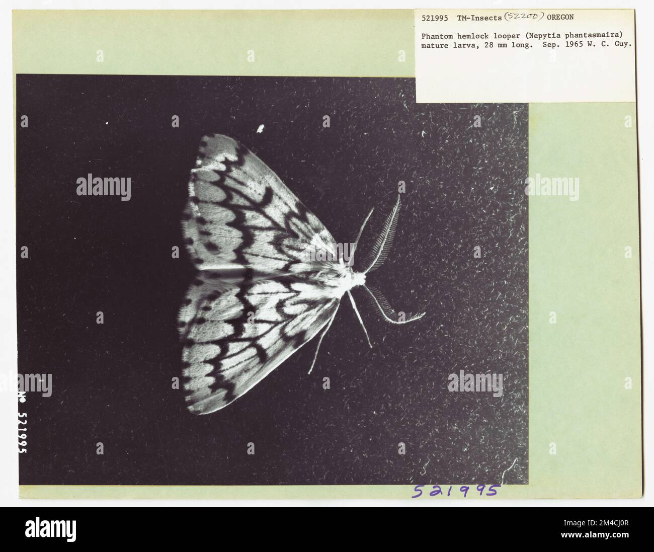 Coniferous Defoliators - All States. Photographs Relating to National ...