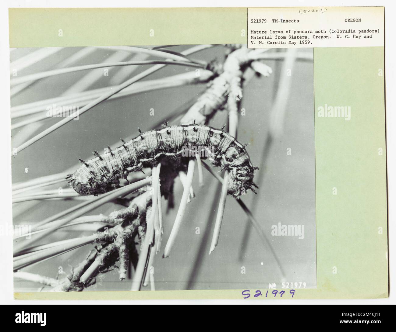 Coniferous Defoliators - All States. Photographs Relating to National ...