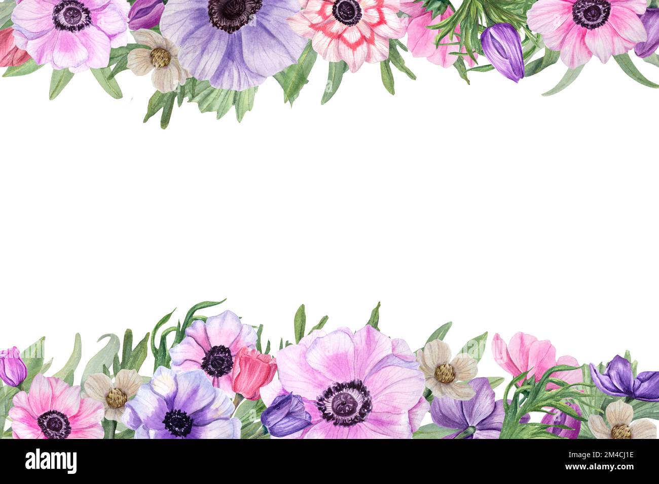 Watercolor anemones isolated on white background. For postcard design ...