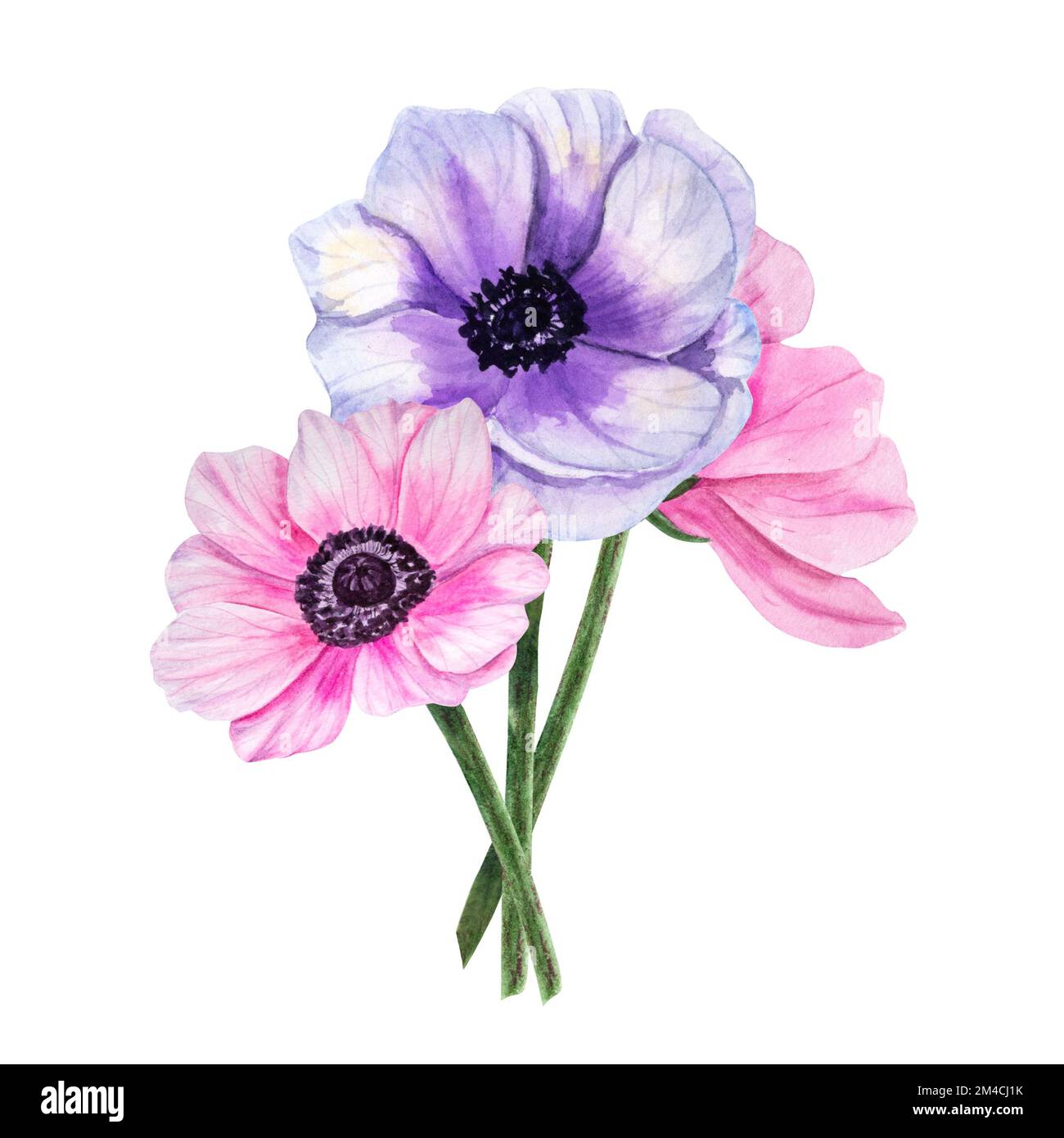 Anemones isolated on a white background. Watercolor illustration. For ...