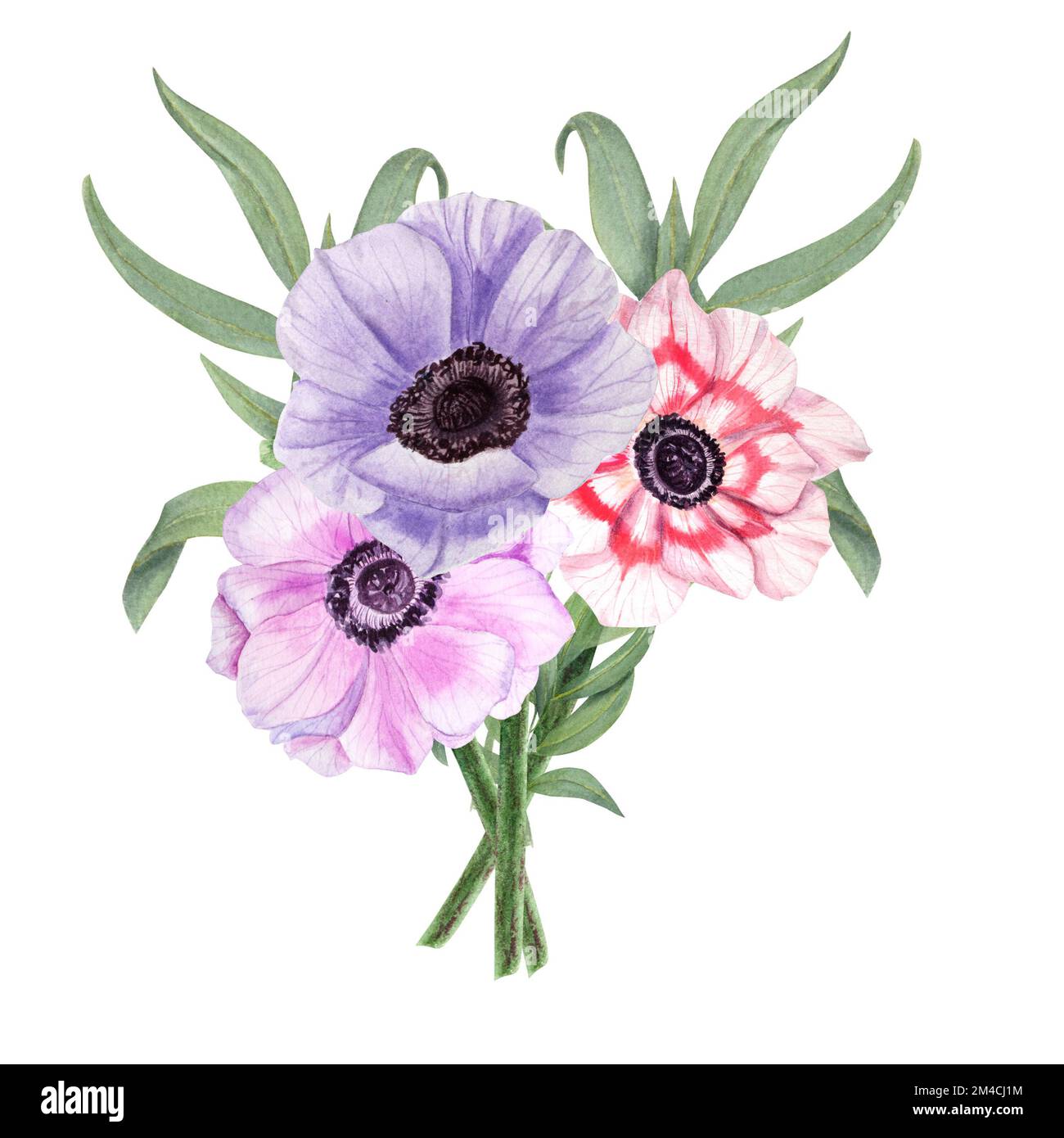 Anemones with eucalyptus isolated on a white background. Watercolor ...