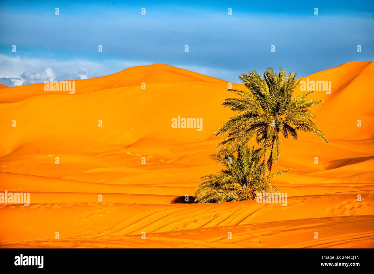 Sahara Desert Background. Palm tree and sand dunes at sunset. Erg ...