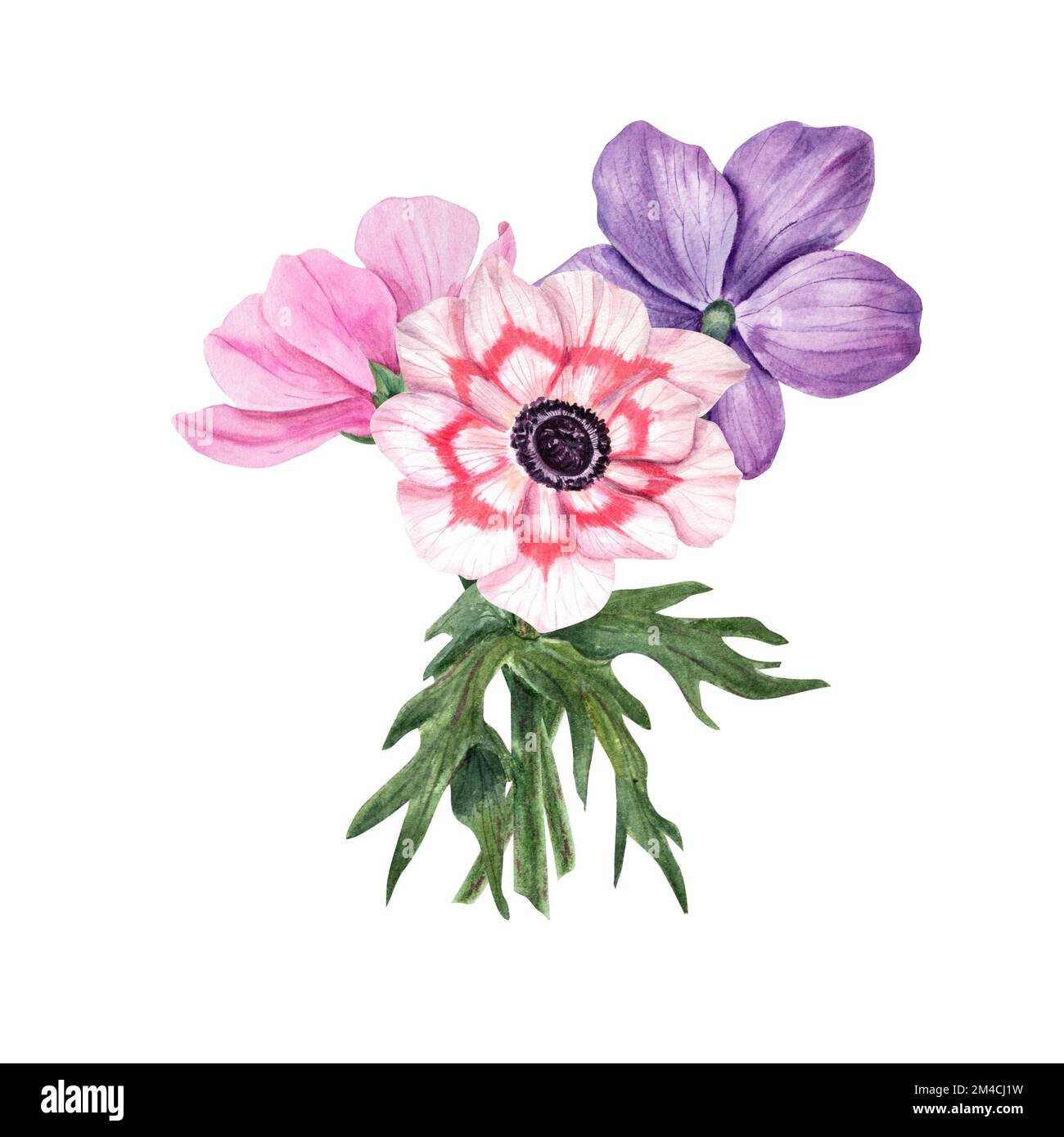 Anemones isolated on a white background. Watercolor illustration. For ...