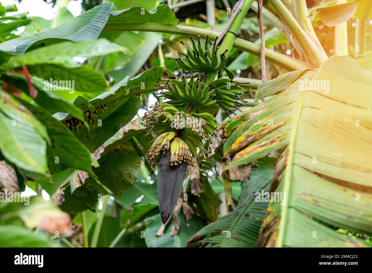 Fresh banana tree branch macro close up view Stock Photo - Alamy