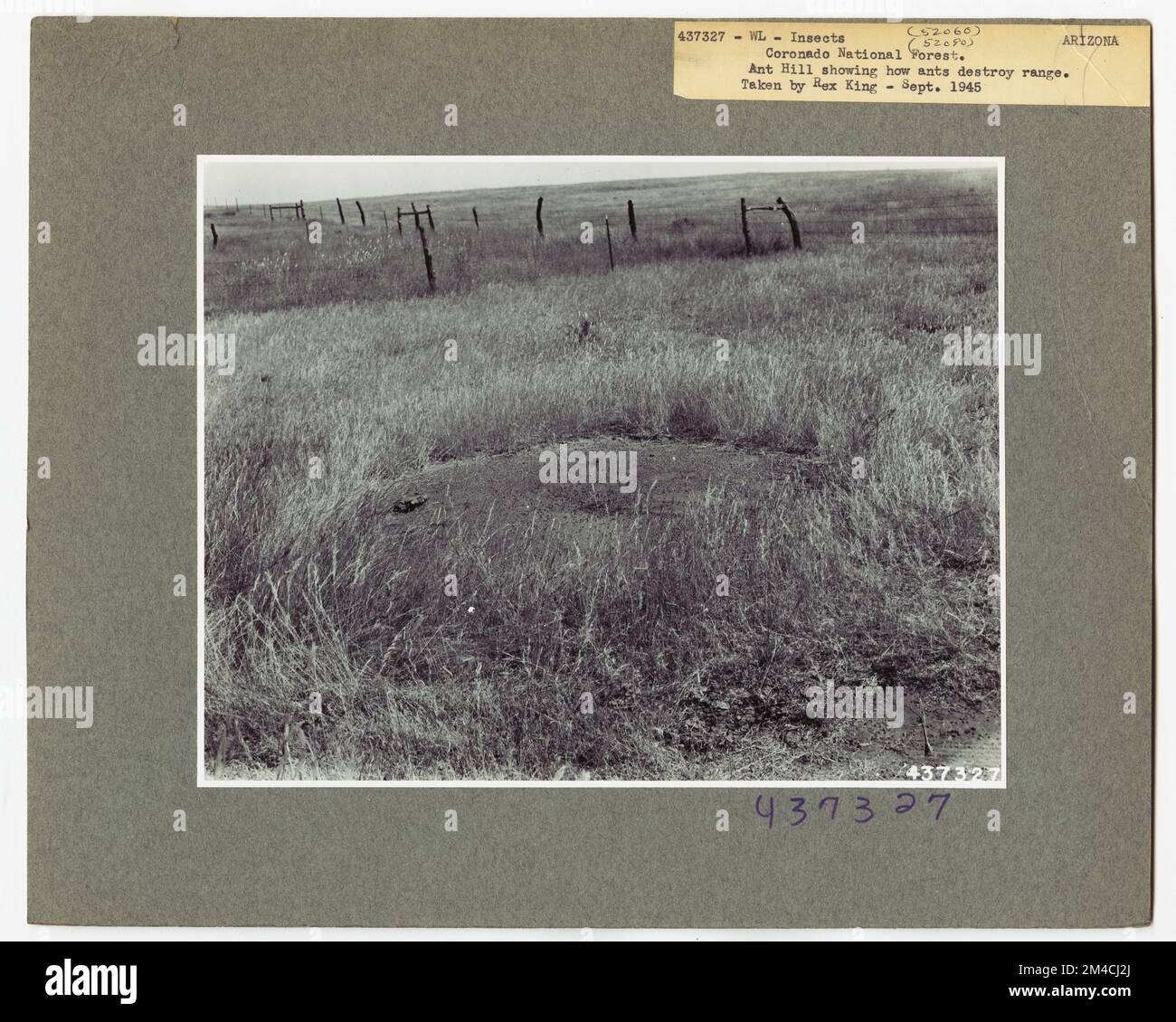 Range Plant Insects - All States. Photographs Relating to National ...