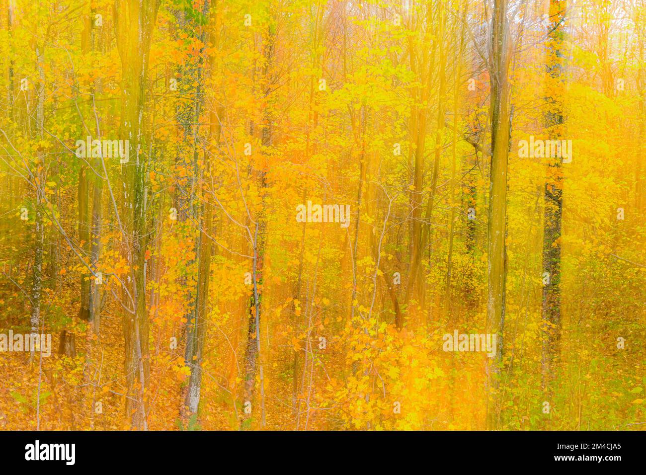 Digital forest image hi-res stock photography and images - Alamy