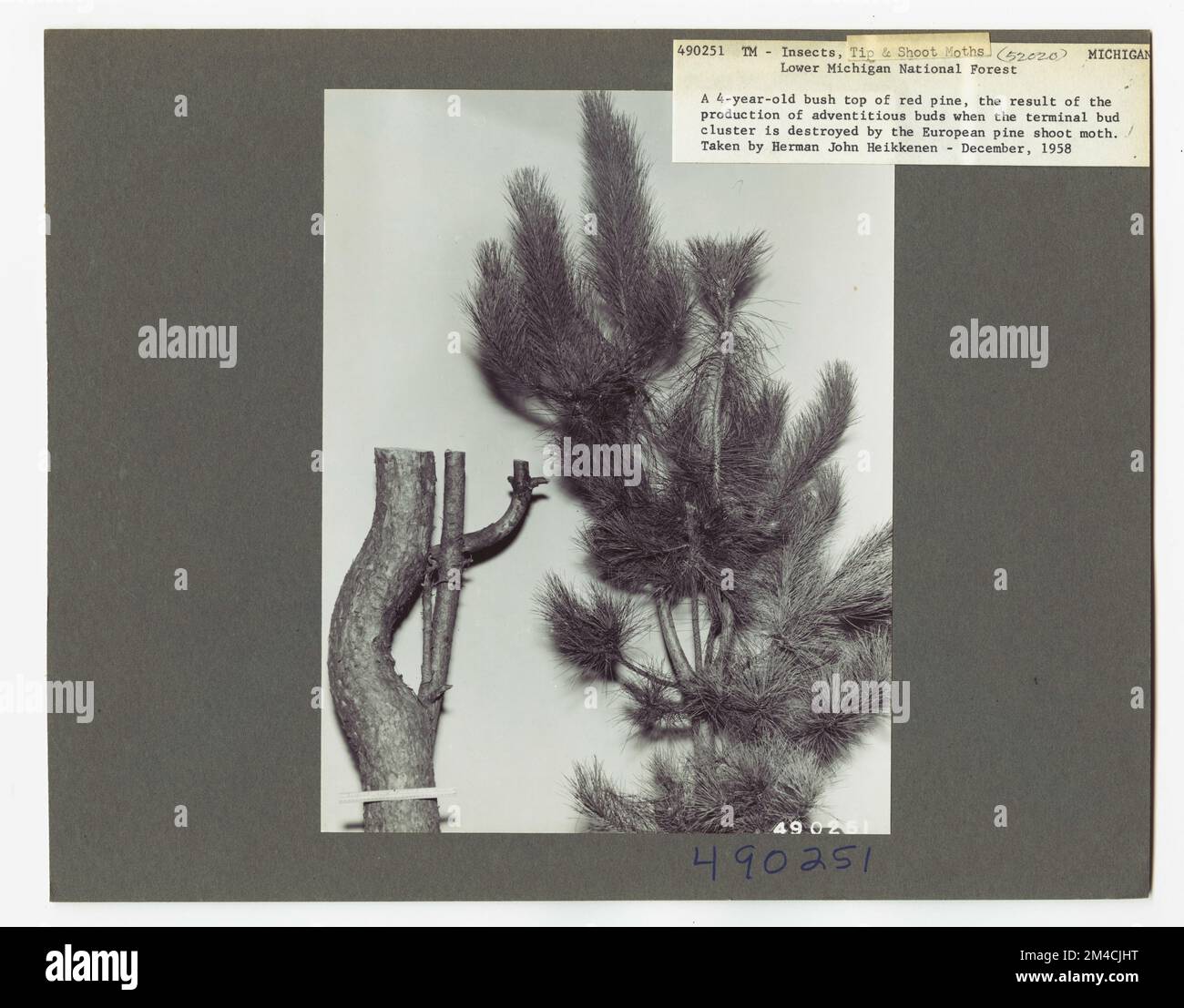 Insects: Forest Insects - All States. Photographs Relating to National ...