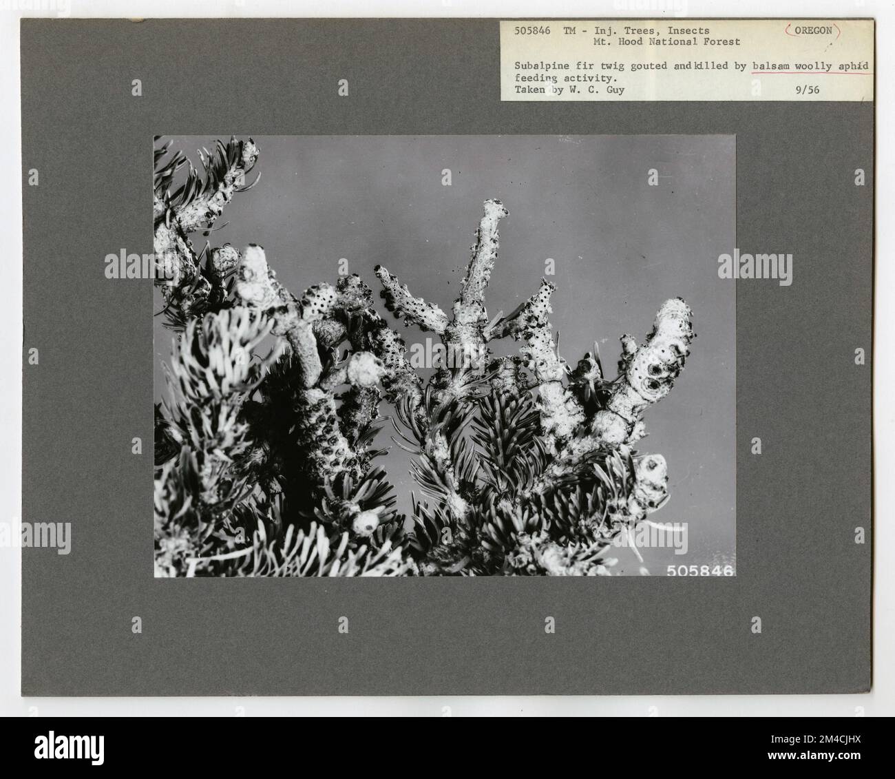 Insects: Forest Insects - All States. Photographs Relating to National ...