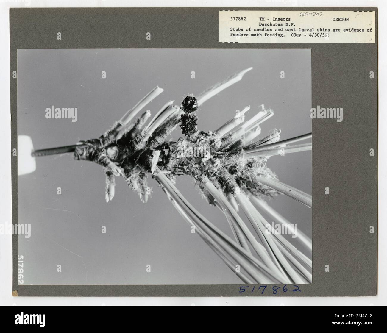 Insects: Forest Insects - All States. Photographs Relating to National ...