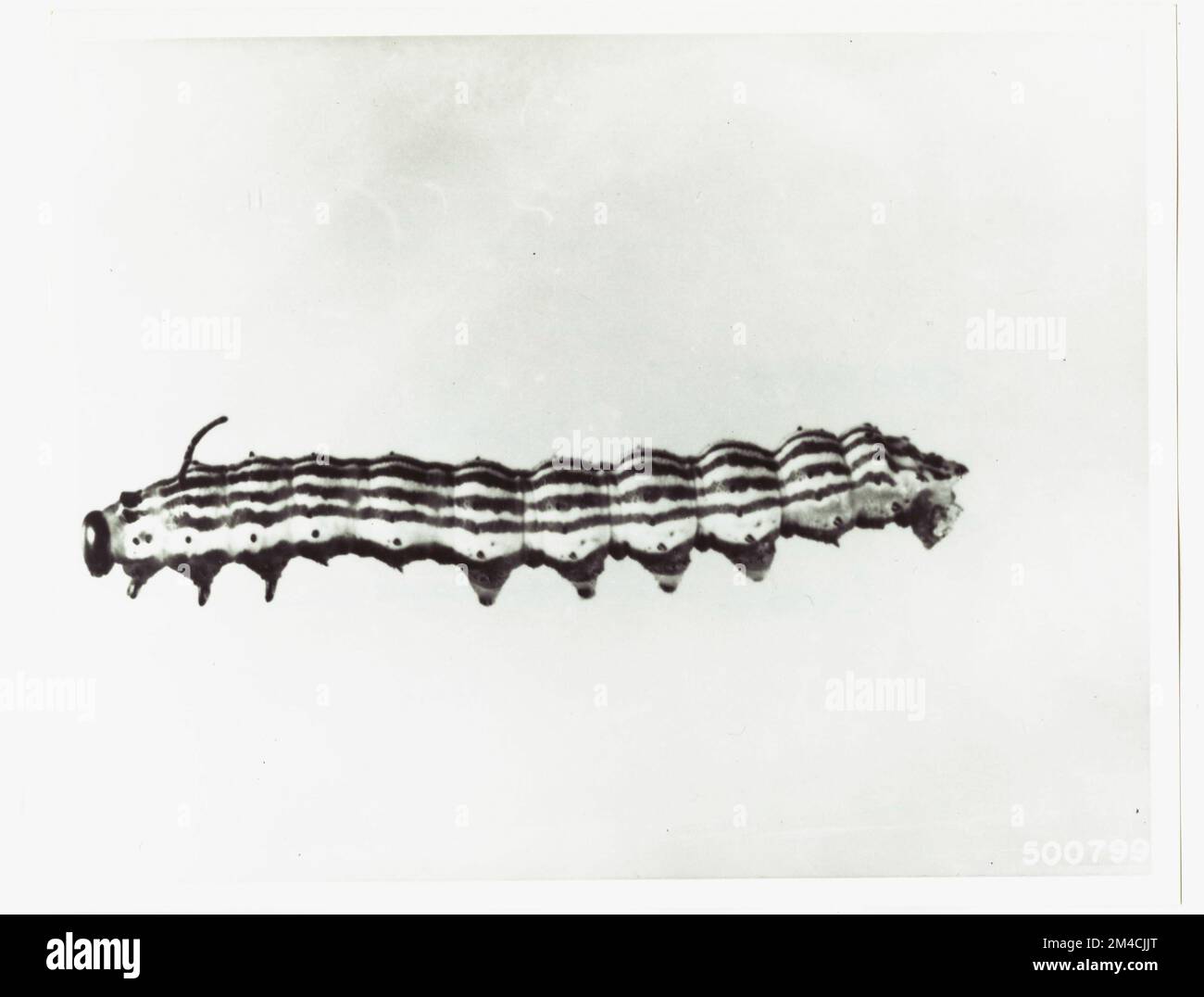 Insects: Life Cycle - All States. Photographs Relating to National ...