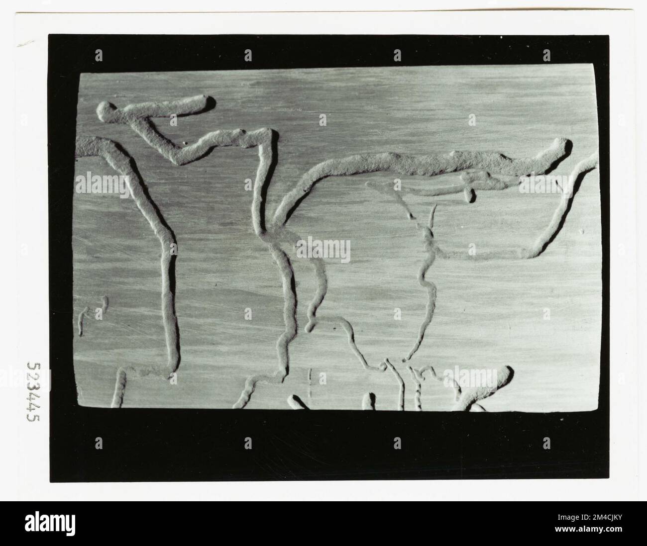 Insects: Forest Insects - All States. Photographs Relating to National ...