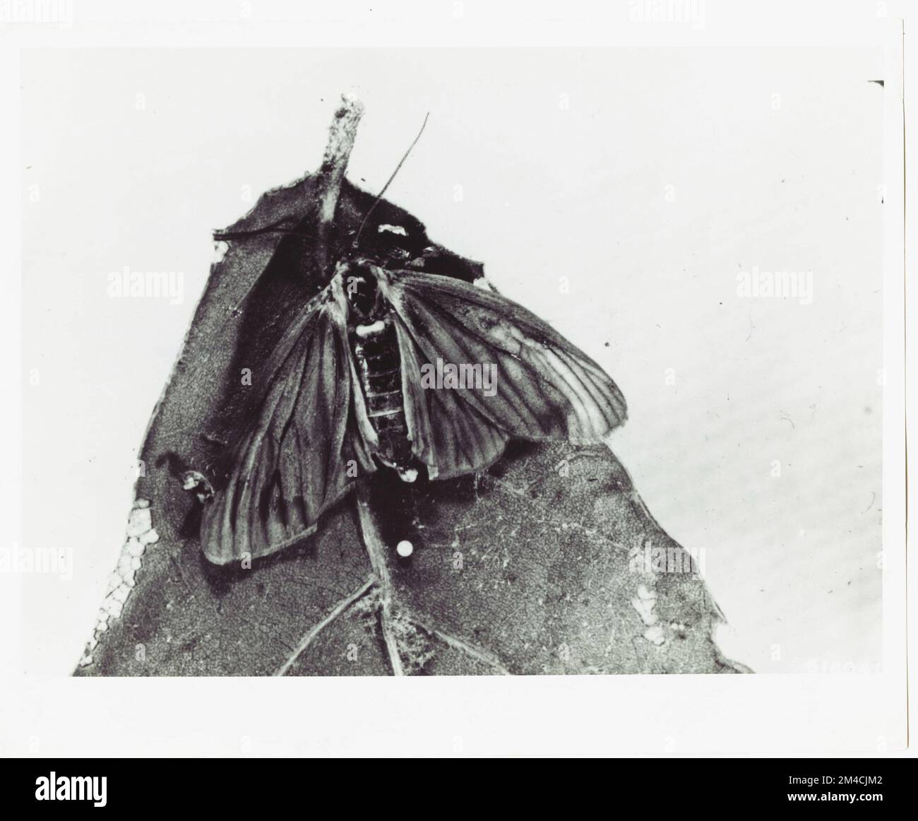 Insects: Life Cycle - All States. Photographs Relating to National ...