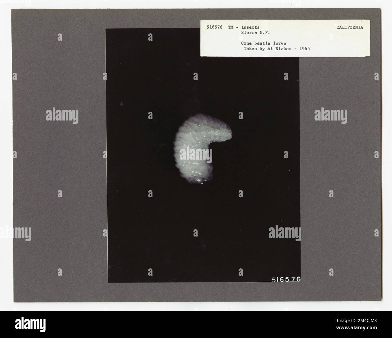 Insects: Life Cycle - All States. Photographs Relating to National ...