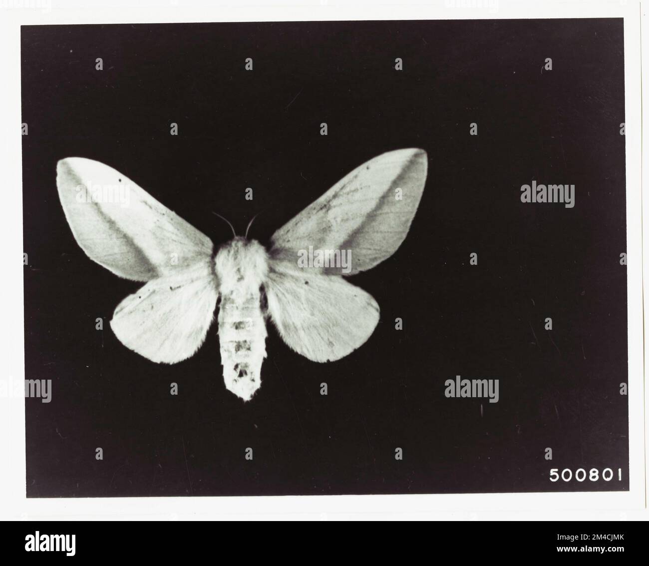 Insects: Life Cycle - All States. Photographs Relating to National ...