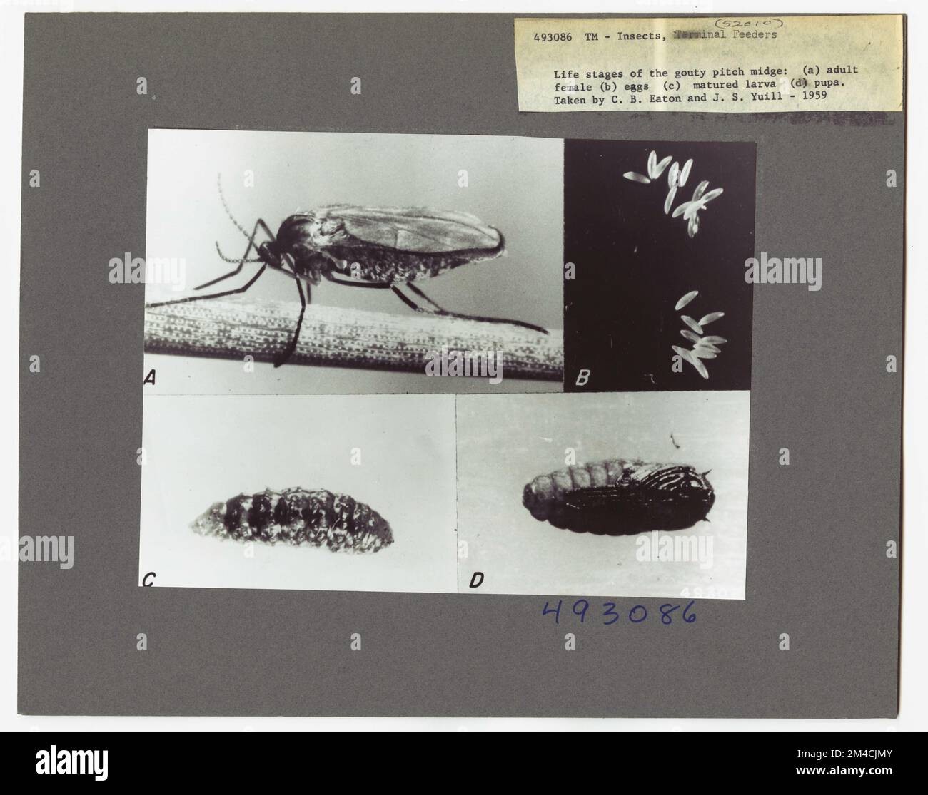 Insects: Life Cycle - All States. Photographs Relating to National ...