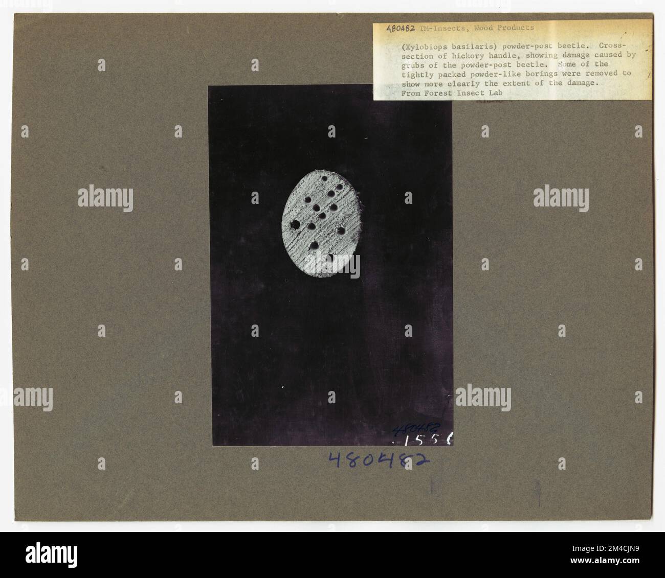 Insects: Forest Insects - All States. Photographs Relating to National ...