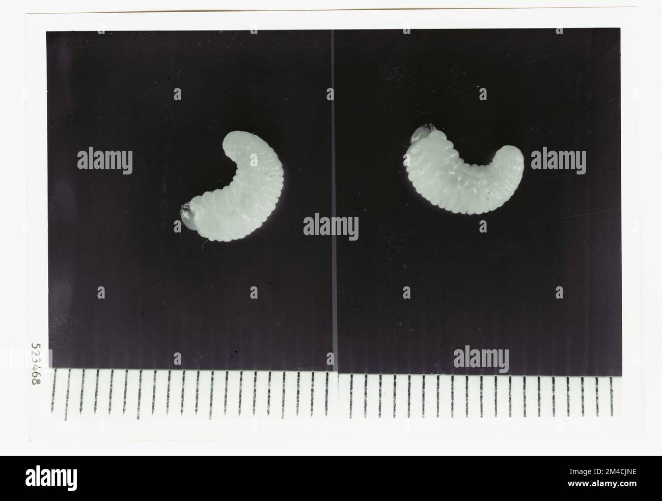 Insects: Life Cycle - All States. Photographs Relating to National ...