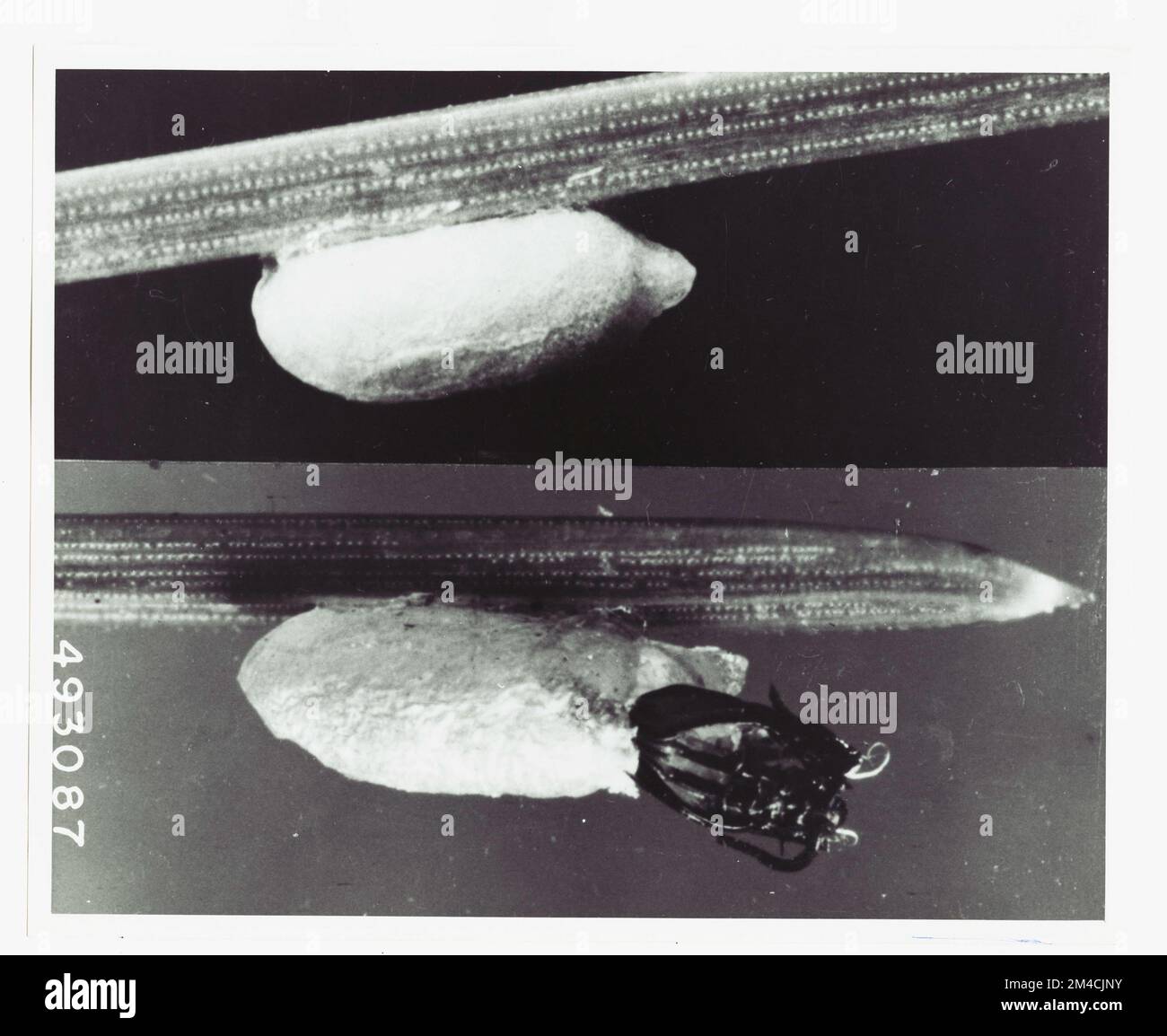 Insects: Life Cycle - All States. Photographs Relating to National ...