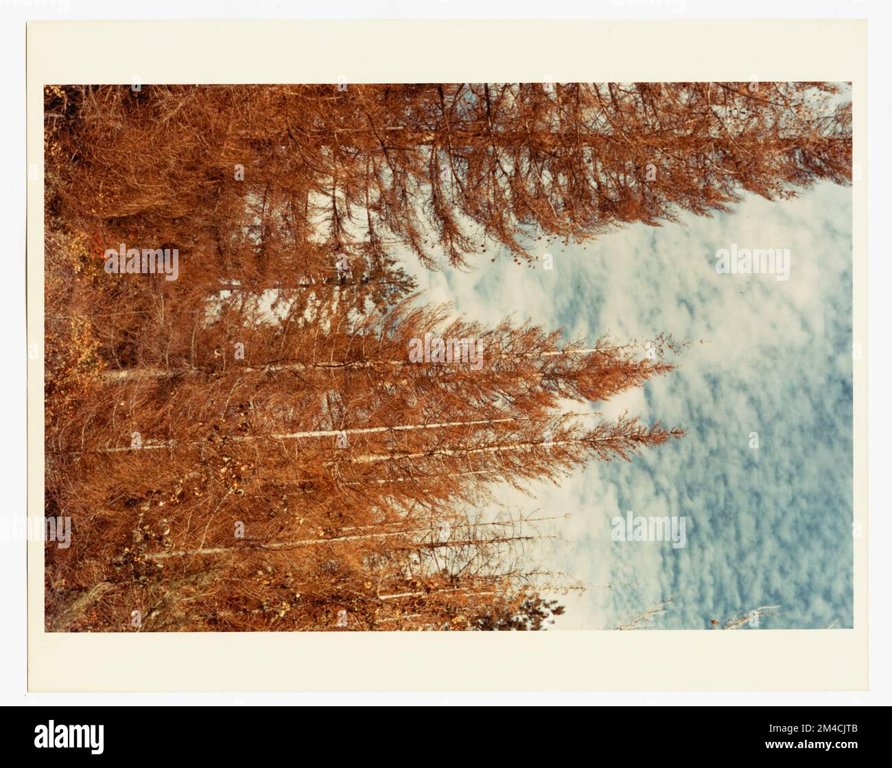 Insects and pollinators Cut Out Stock Images & Pictures - Alamy