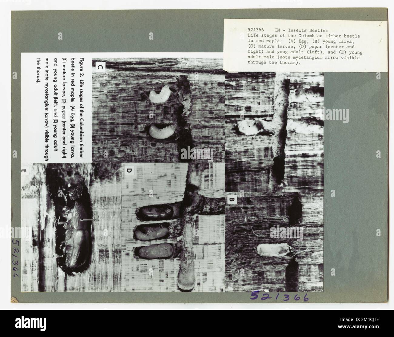 Insects: Life Cycle - All States. Photographs Relating to National ...