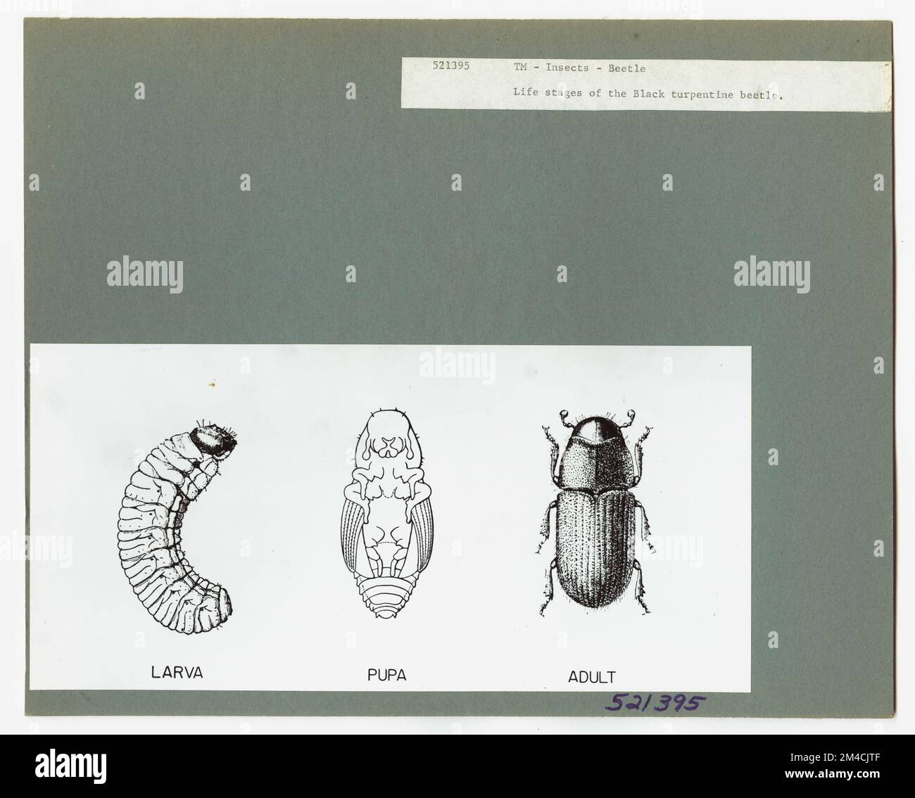 Insects: Life Cycle - All States. Photographs Relating to National ...