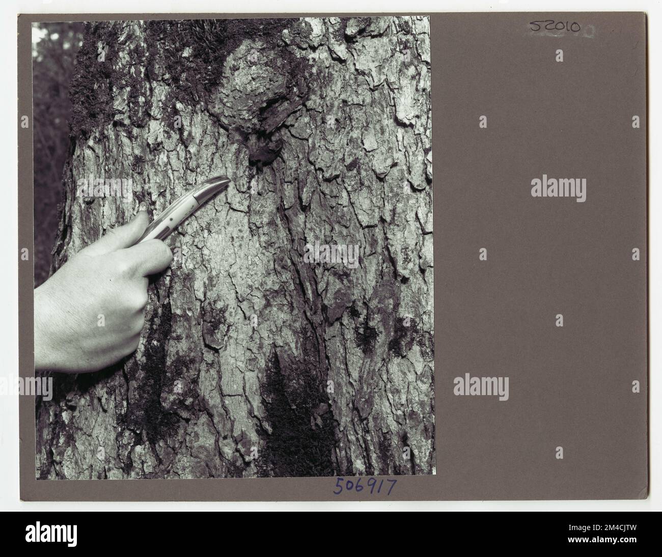 Insects: General - All States. Photographs Relating to National Forests ...