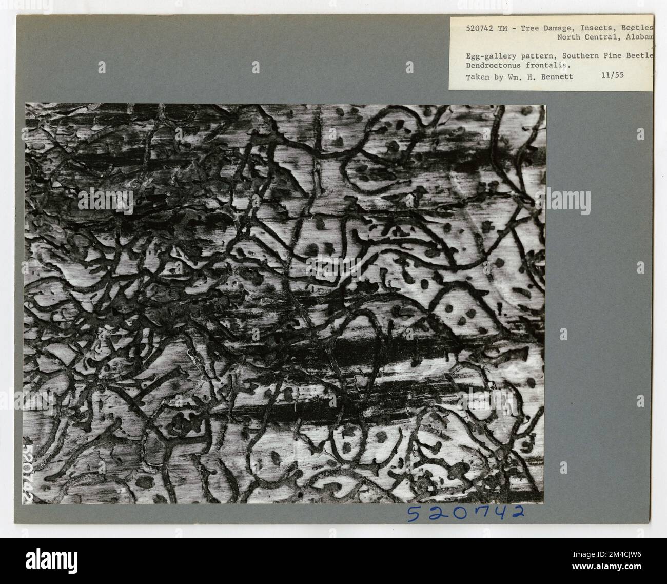 Insects: Forest Insects - All States. Photographs Relating to National ...