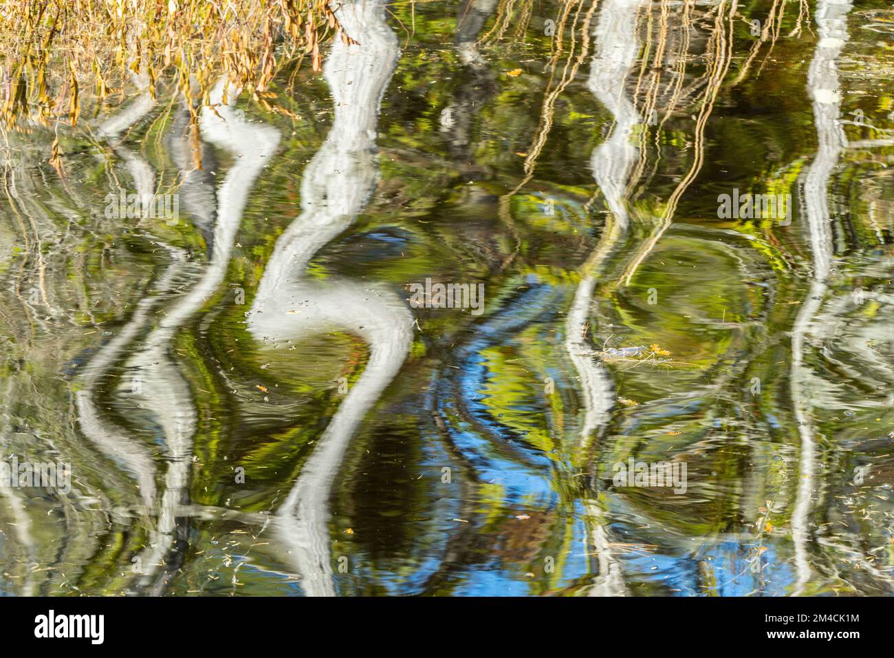 Reflections in a beaver pond, Lake Superior Provincial Park- Trapper's ...