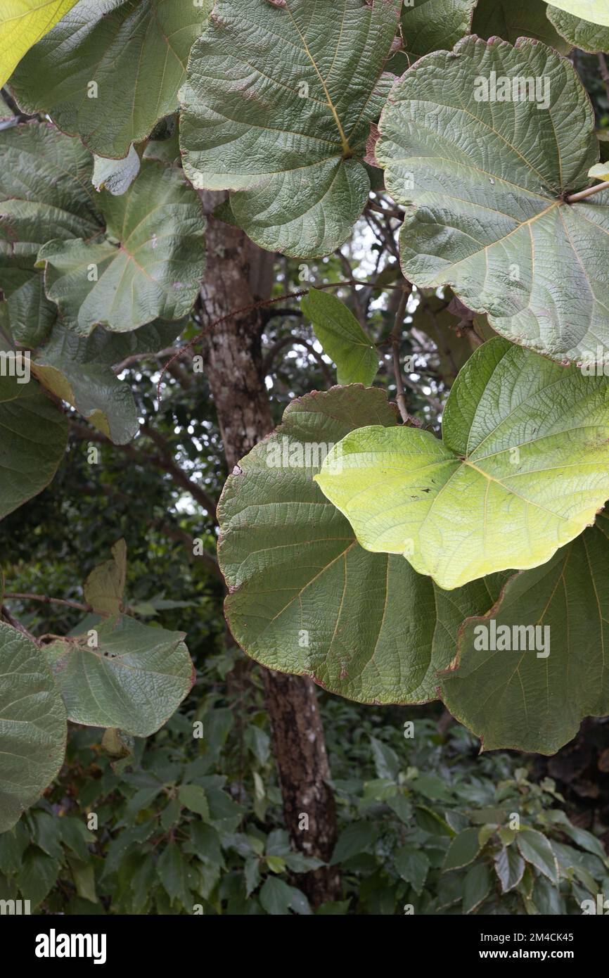 Coccoloba pubescens - platterleaf tree Stock Photo - Alamy