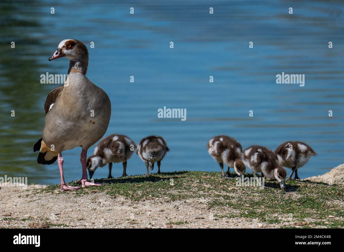 An Egyptian goose (Alopochen aegyptiaca) seen with its chicks at the ...