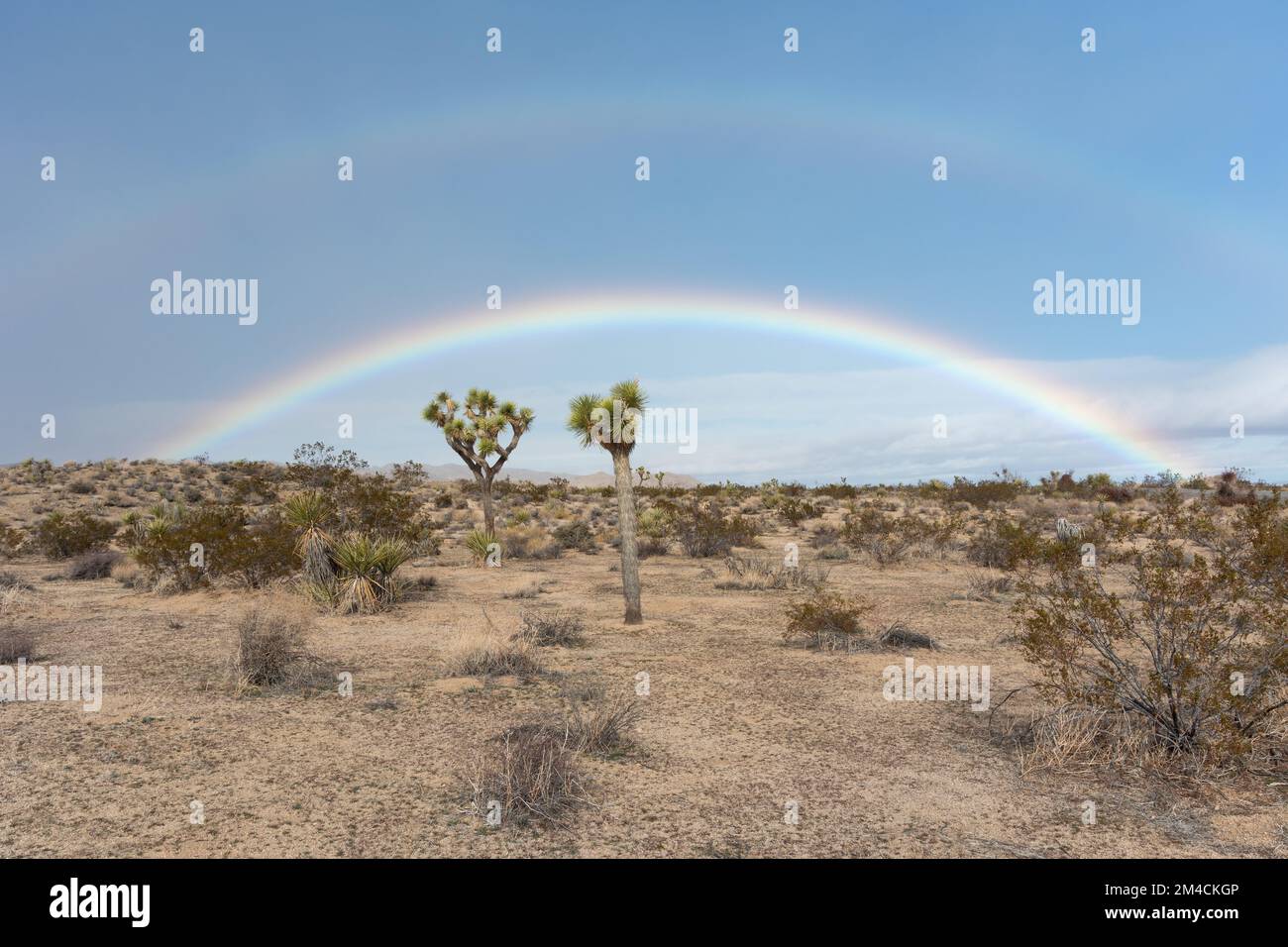 Rare double rainbows over Joshua Tree National Park as a storm passes ...