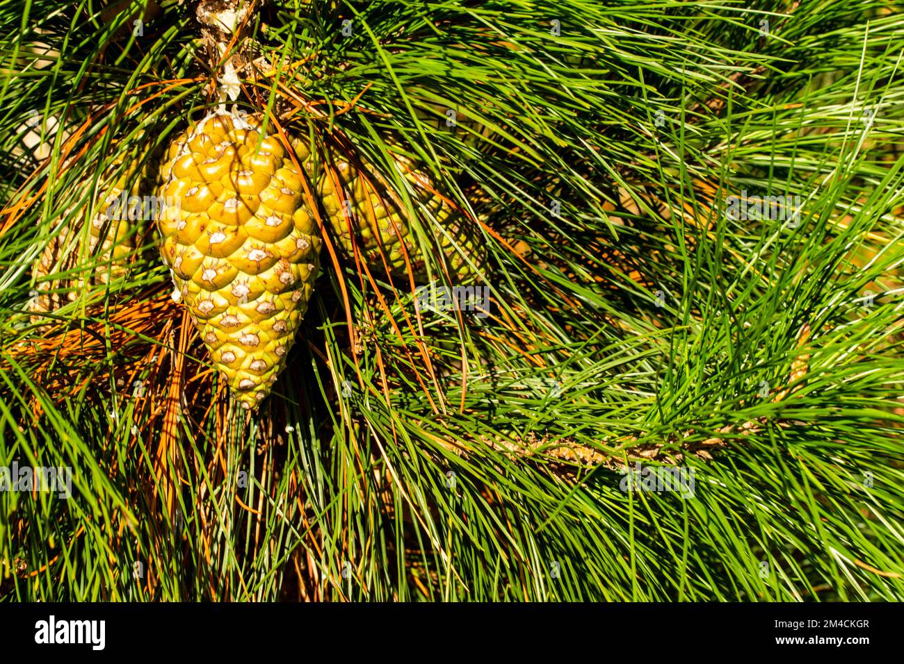 Found close up natural plant still life of conifer cone and foliage ...