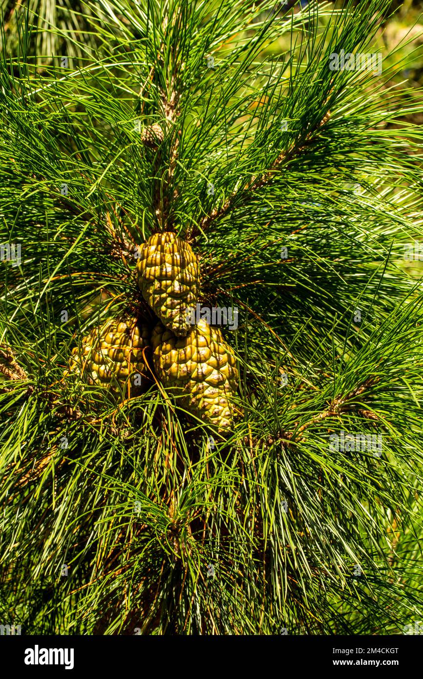 Found close up natural plant still life of conifer cone and foliage ...