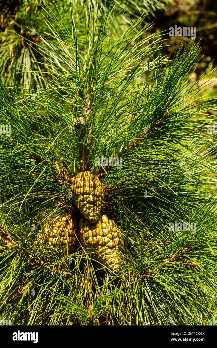 Found close up natural plant still life of conifer cone and foliage ...